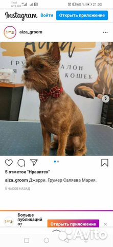 Вязка помесь чиха и Йорка бесплатно