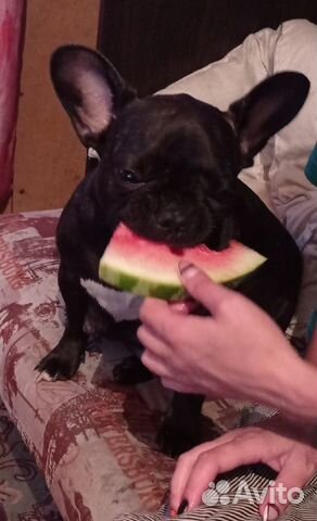 Щенки французского бульдога