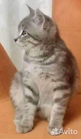 Котенок 3 месяца,Тимоша,ищет Вас