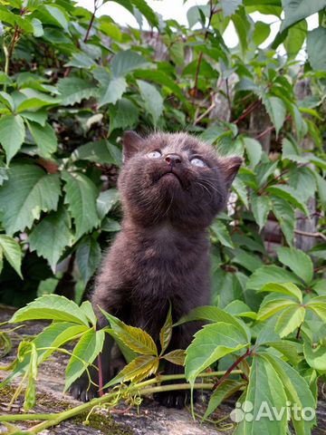 Черный котенок мальчик