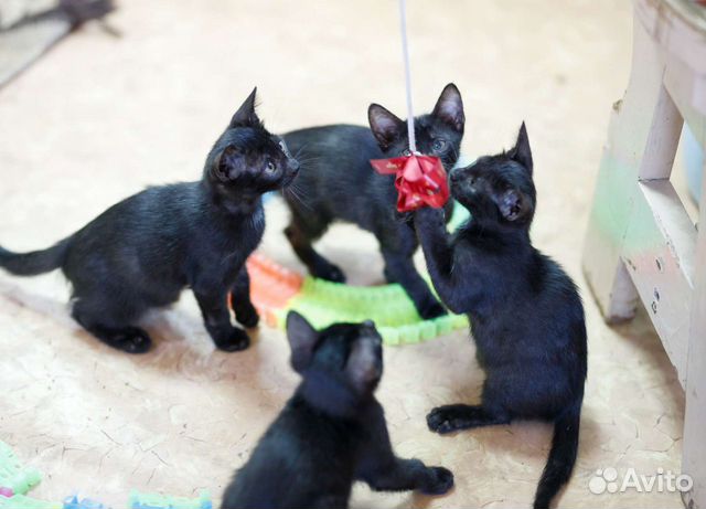 Котята чёрные 4 месяца в добрые руки