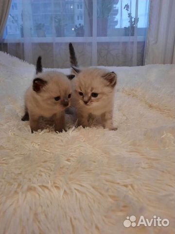Британские котята