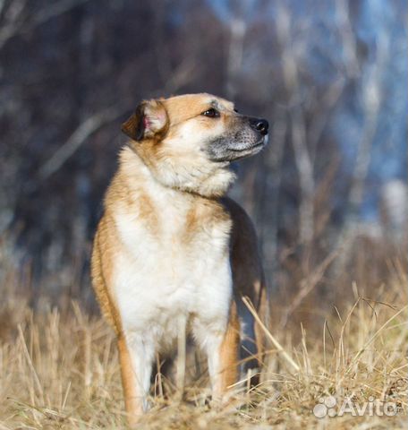 Молодой песик Рыжик грустит в приюте