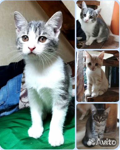 Котята в добрые руки. Умоляю, не проходите мимо