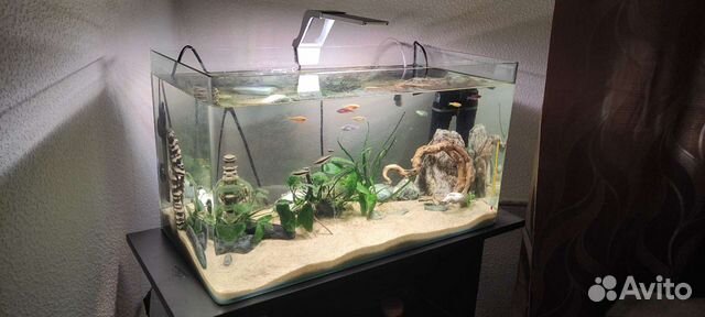 Аквариумные рыбки бесплатно