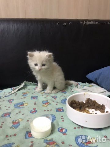 Котик белый