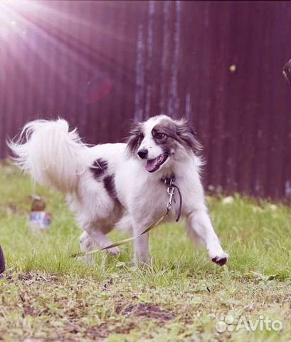 Собака в добрые руки