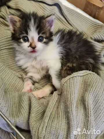 Пушистое чудо ищет дом