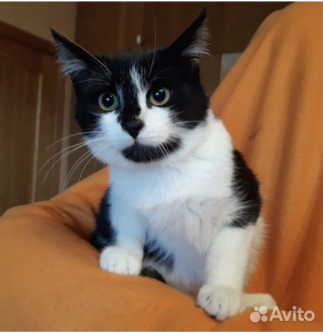 Добрый и заботливый котенок Пухлик 4,5 мес. в дар