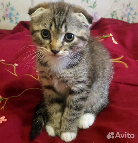 Британская вислоухая кошечка