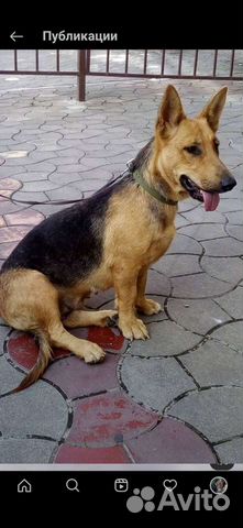 Отдам в добрые руки собаку, помесь корги и овчарки