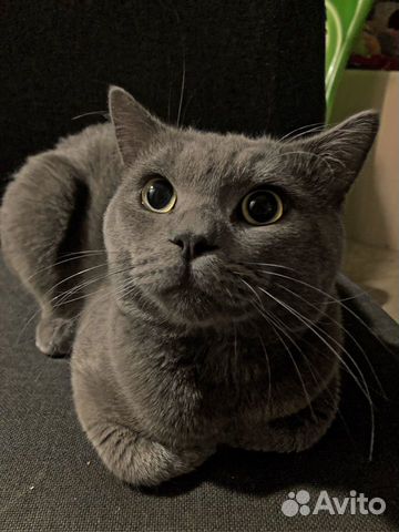 Британский кот на вязку