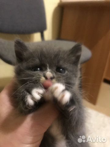 Котята