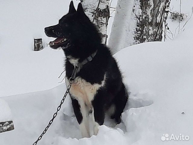 Русско европейская лайка