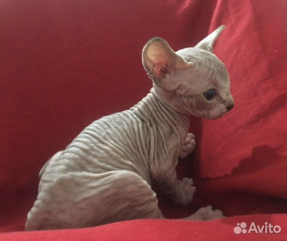 Котик канадский сфинкс