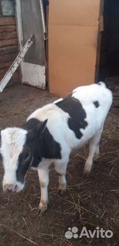 Корова дойная с бычком