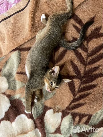 Отдам абиссинского котёнка, кот, породистый
