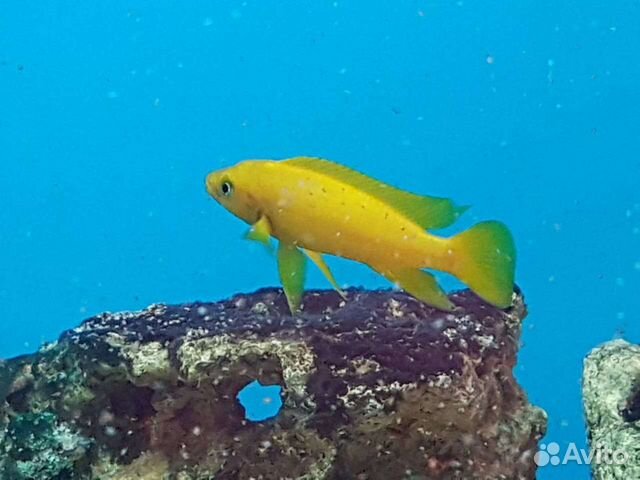 Лампрологус Лелеупи