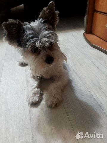 Мини бивер вязка