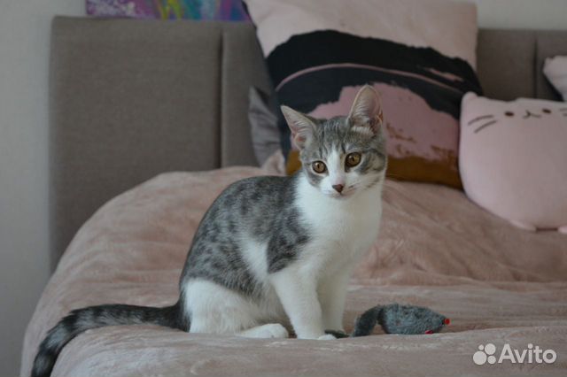 Котенок Тимошка, 4 месяца