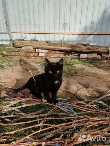 Котята, ищут хозяина sos