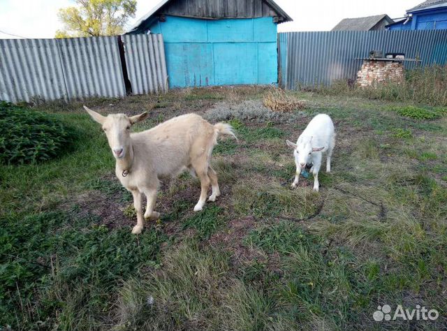 Коза дойная