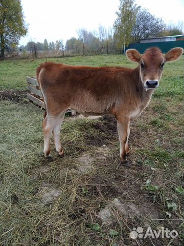 Телка джерсейская