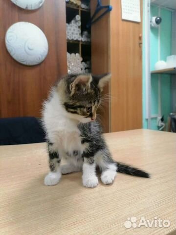 Котенок, 1,5 месяца