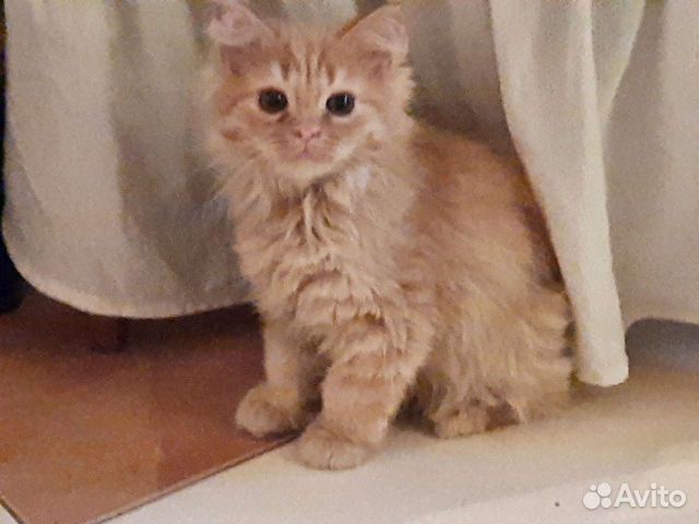 Котенок рыжий пушистый