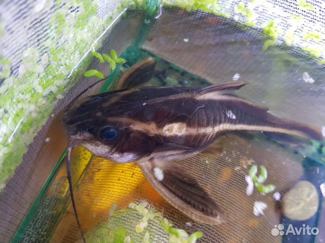 Сом платидорас