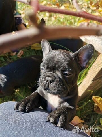 Французский бульдог