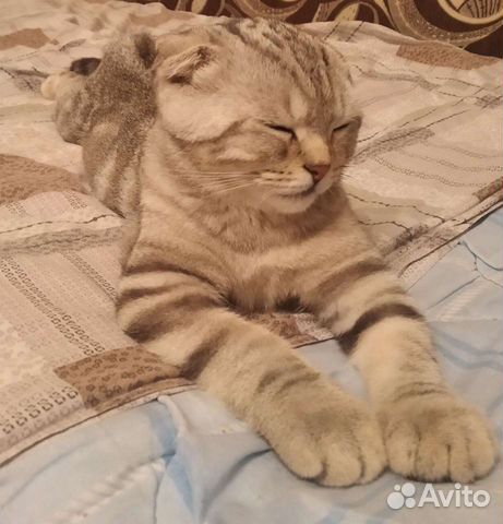 Борис кот