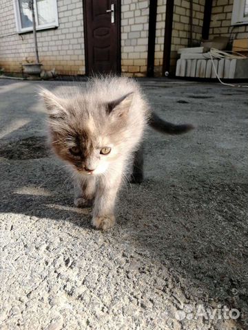Подарю милую котейку