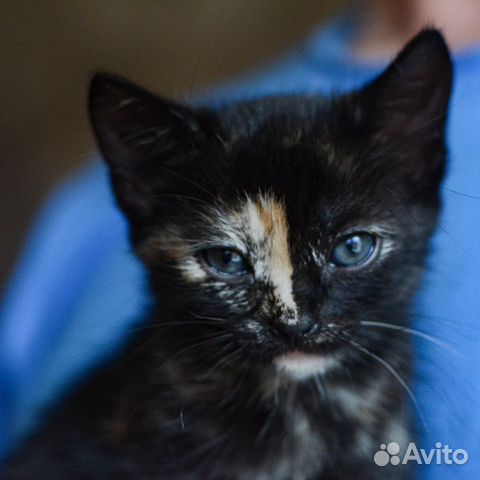 Черная кошечка, окрас черепашка. В добрые руки