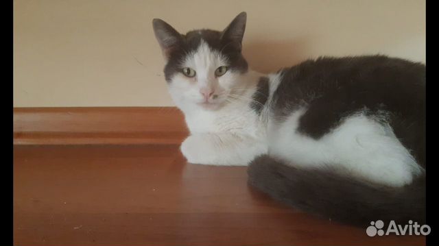 Тишайший кот Тиша