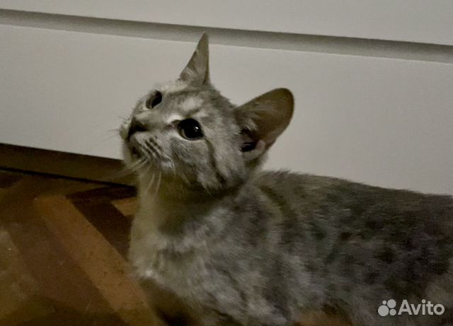 Лулу ищет дом