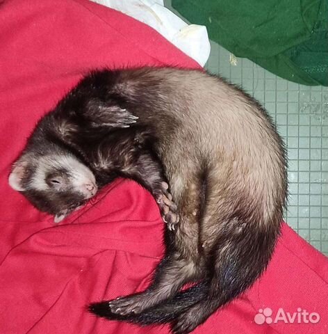 Хорек с клеткой