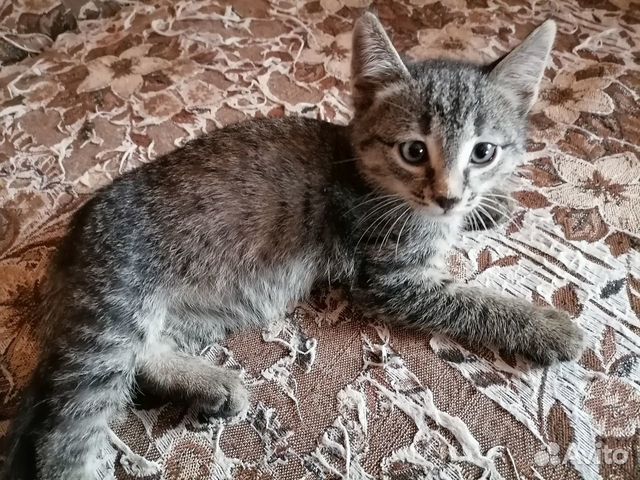 Котята помесь британца