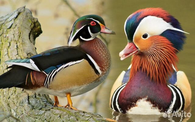 Каролинская утка и Чилийская свиязь
