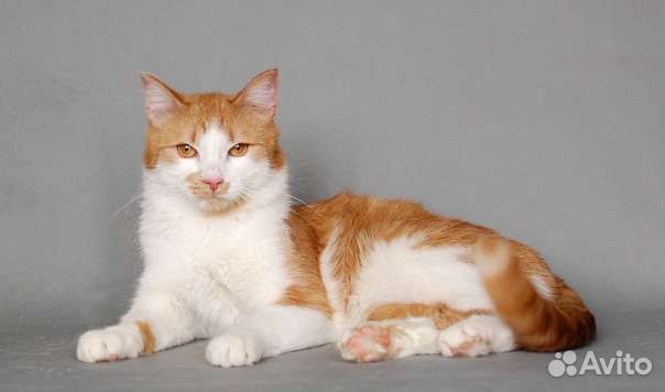 Котик, Брюс. Кастрирован