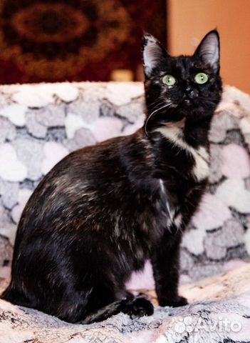 Ищу хозяина для треххлапой кошки