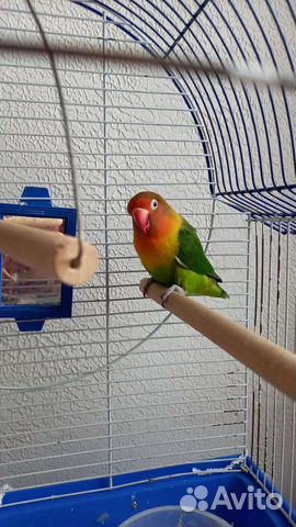 Попугай Неразлучник Фишера с клеткой