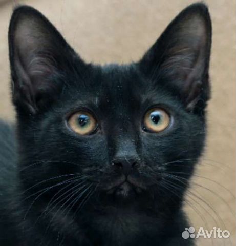Котёнок Боцман (черныш 3.5 месяца)