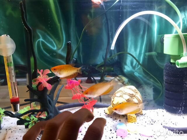 Гурами медовые