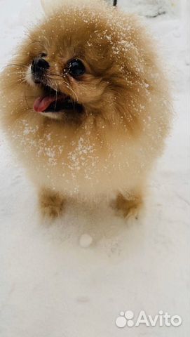 Померанский щпиц мини