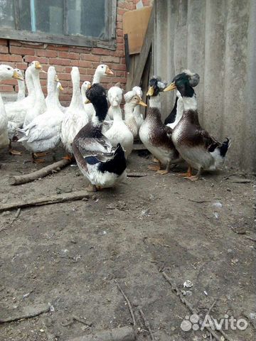 Утки хохлатые