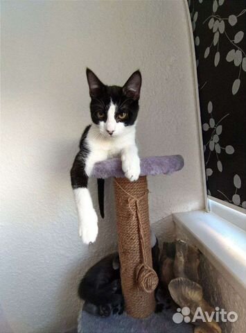 Котенок (маркизик) Бен-джа-Мин