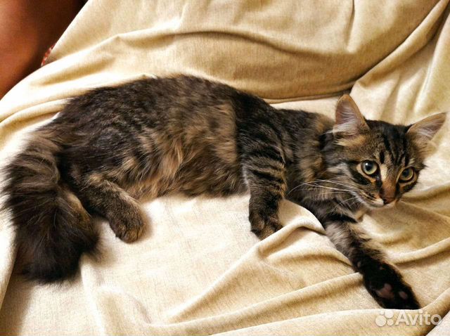 Сибирский котенок в хорошие руки