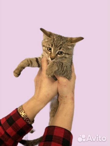 Котята-девочки ищут мам и пап