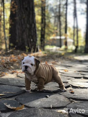 Малышки на миллион